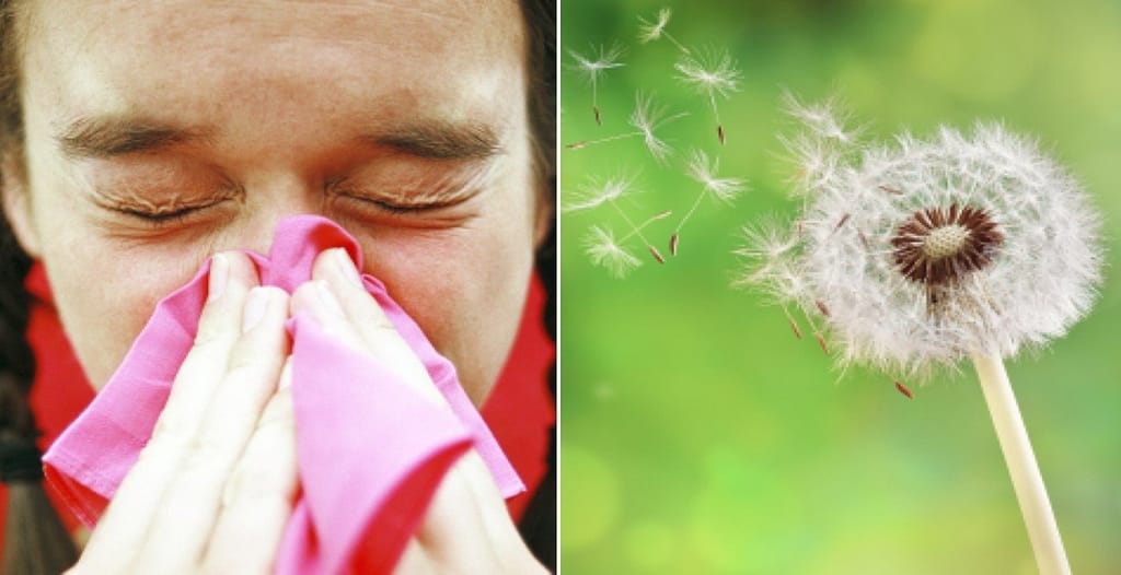 Things to Know About Pollen Grains - Allergy Gate