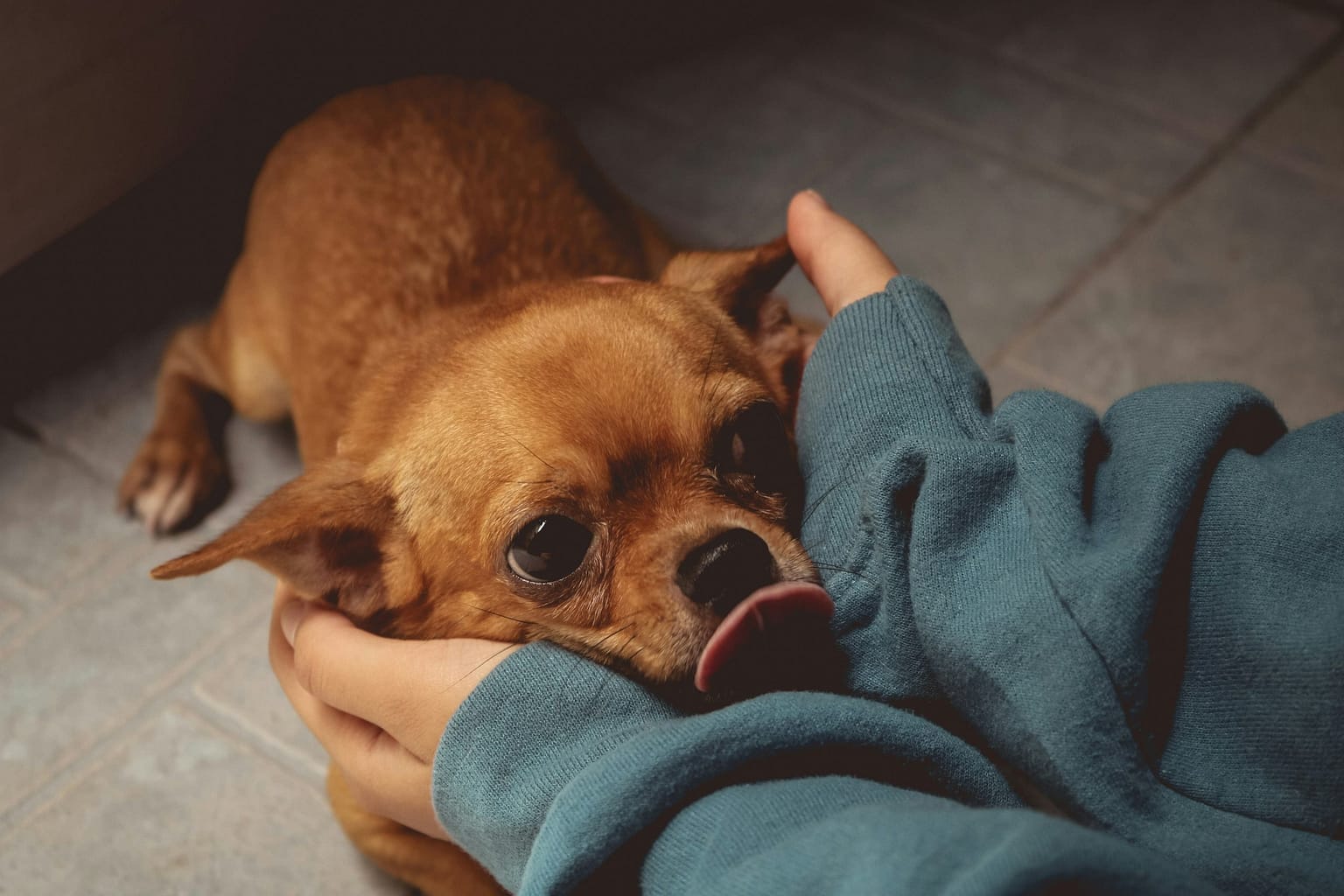 Top 5 Common Dog Allergies & How to Treat Them Naturally - Allergy Gate
